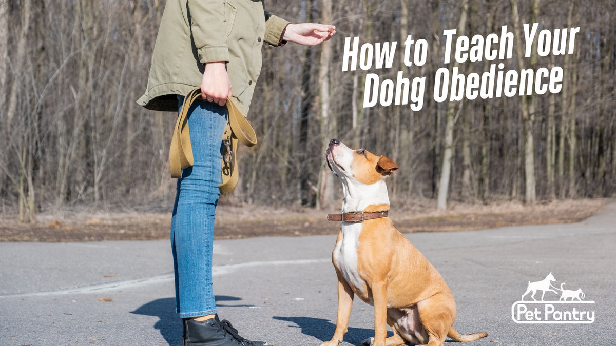 Training Your Dog, Tips and Tricks For Obedience – PET PANTRY CANADA